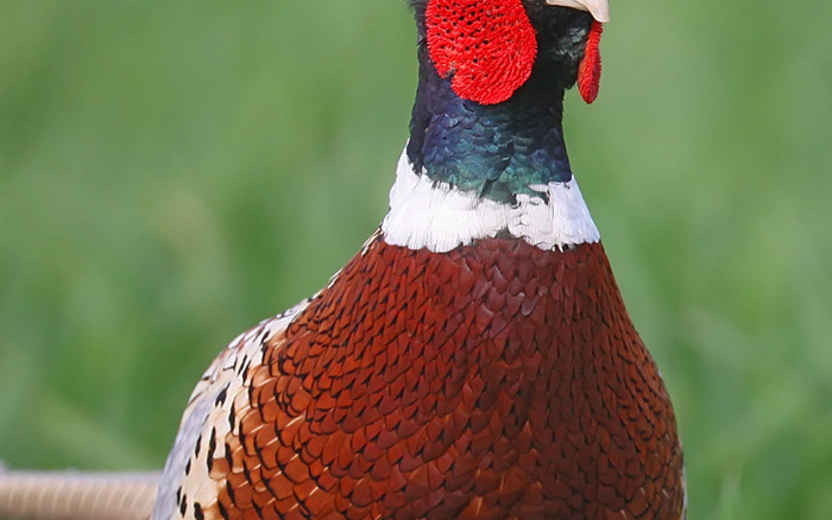 Faisan commun - Fédération Départementale des Chasseurs de l'Isère