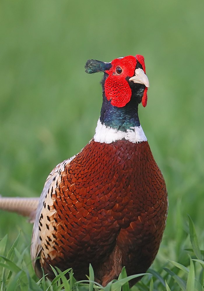 Faisan commun - Fédération Départementale des Chasseurs de l'Isère