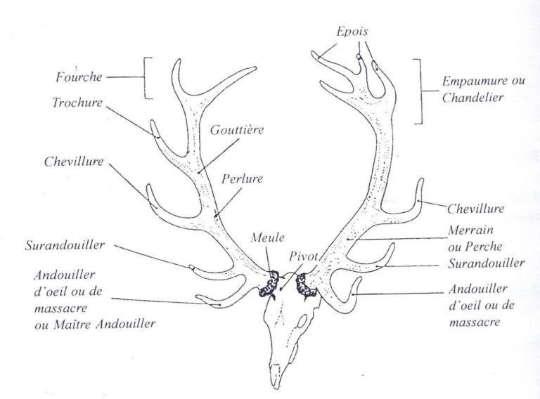 Les Bois Du Cerf Fédération Départementale Des Chasseurs De Lisère