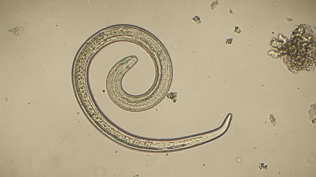 4 individus contaminés par la trichinellose en Isère – Fédération ...