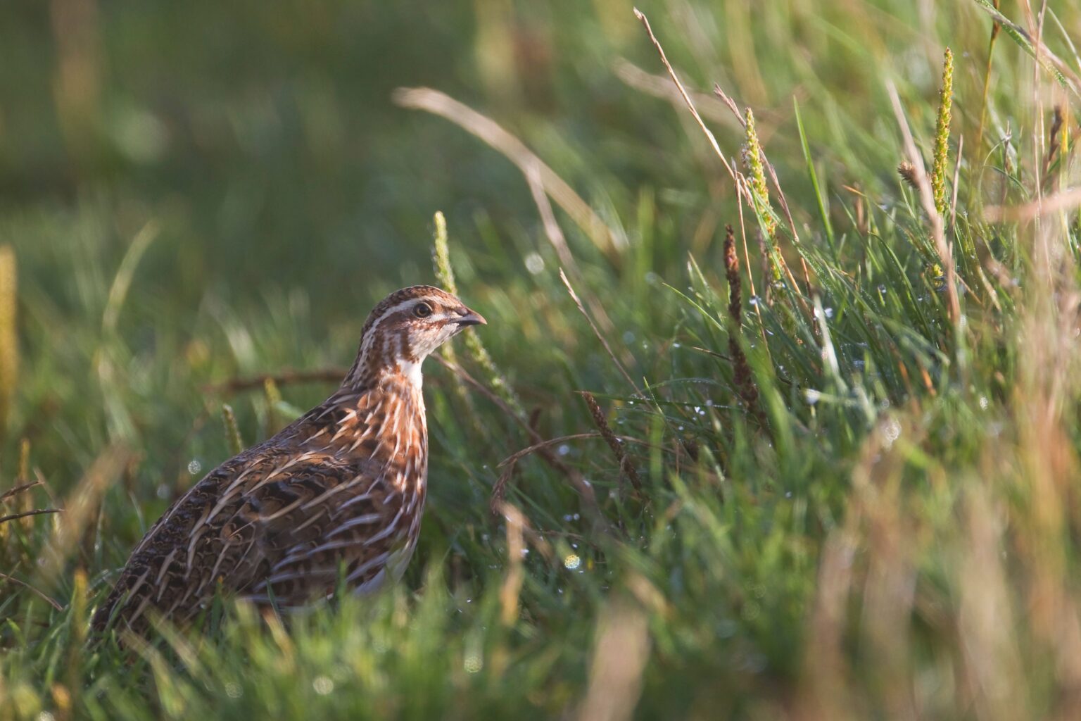Ouverture 2025-2026 : mise en place d’un PMA pour la Caille et la ...
